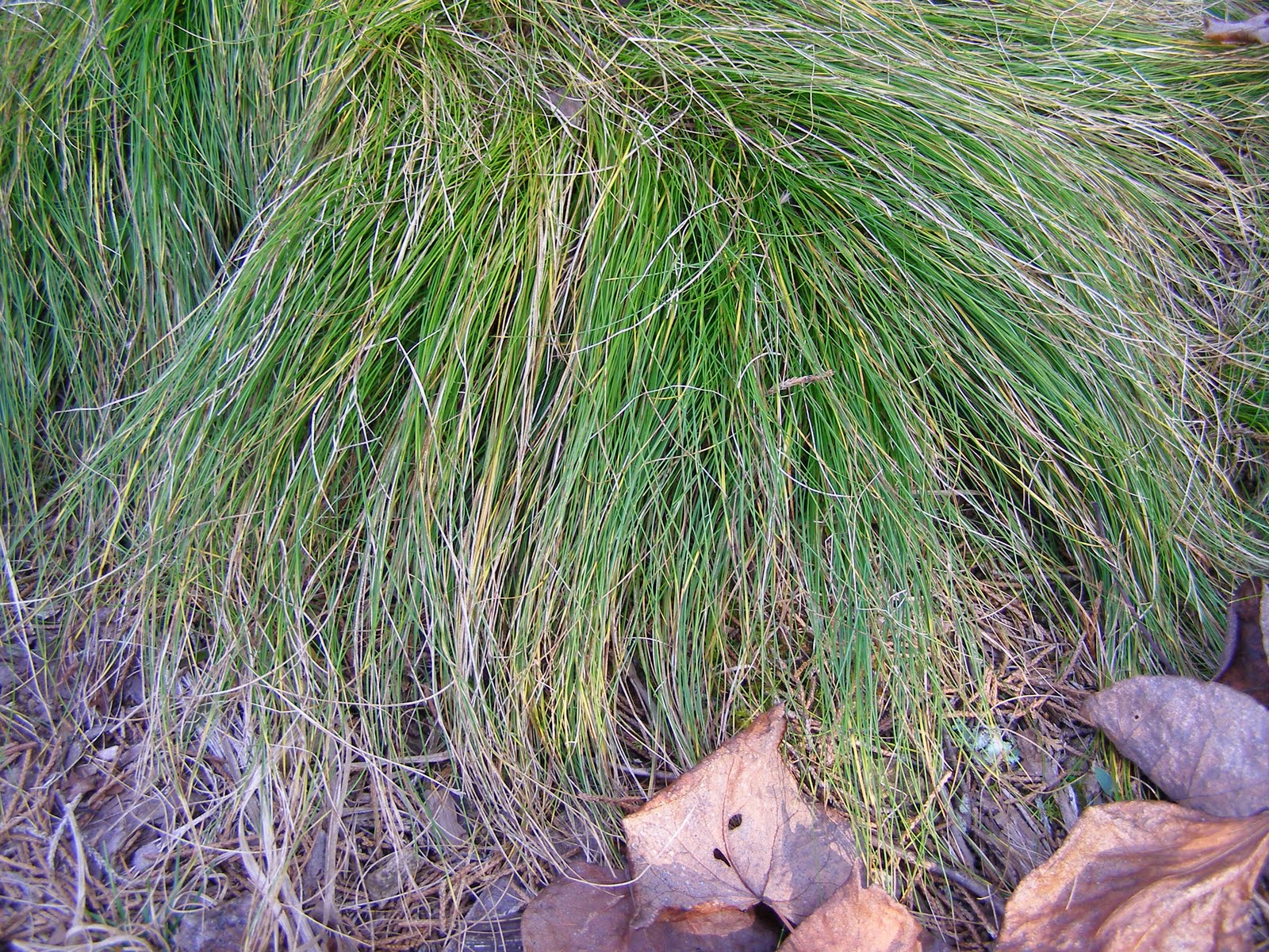 Ohio Flora: Bristle-Tipped Sedge - Carex eburnea