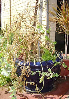 Dirt Under the Nails - Noala's Garden Journal