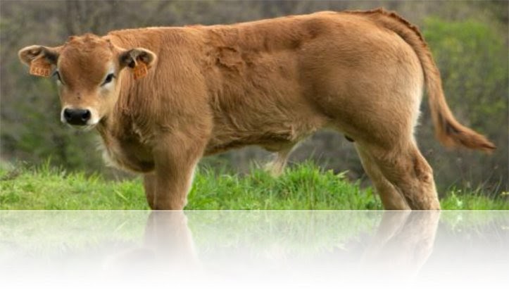 Le Blog de l'Atelier Guy Martin: Le veau, une viande saine et délicieuse