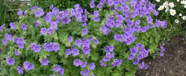 Planter i bestemors hage: Julistorkenebb