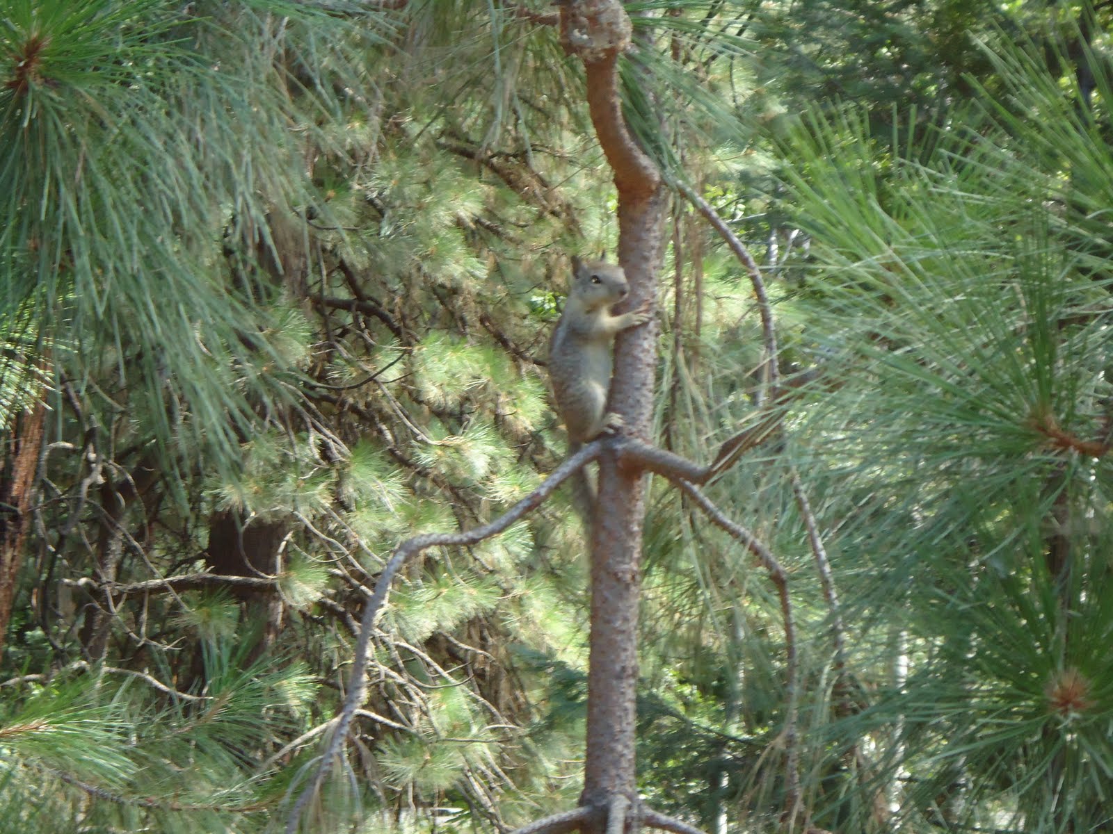 Dylan's Blog: Squirrel hugging a tree