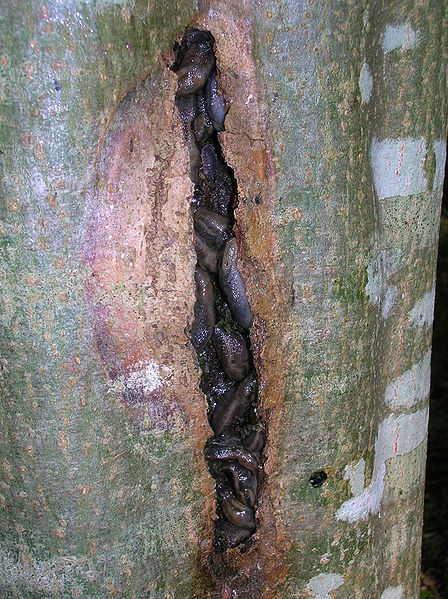 Our Small Yard Landscape: Protecting Cherry Trees From Sun-Scald