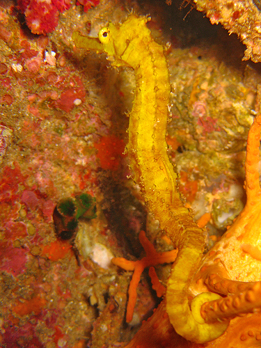 Khaolak Scuba Adventures: The fastest and the slowest in the sea.