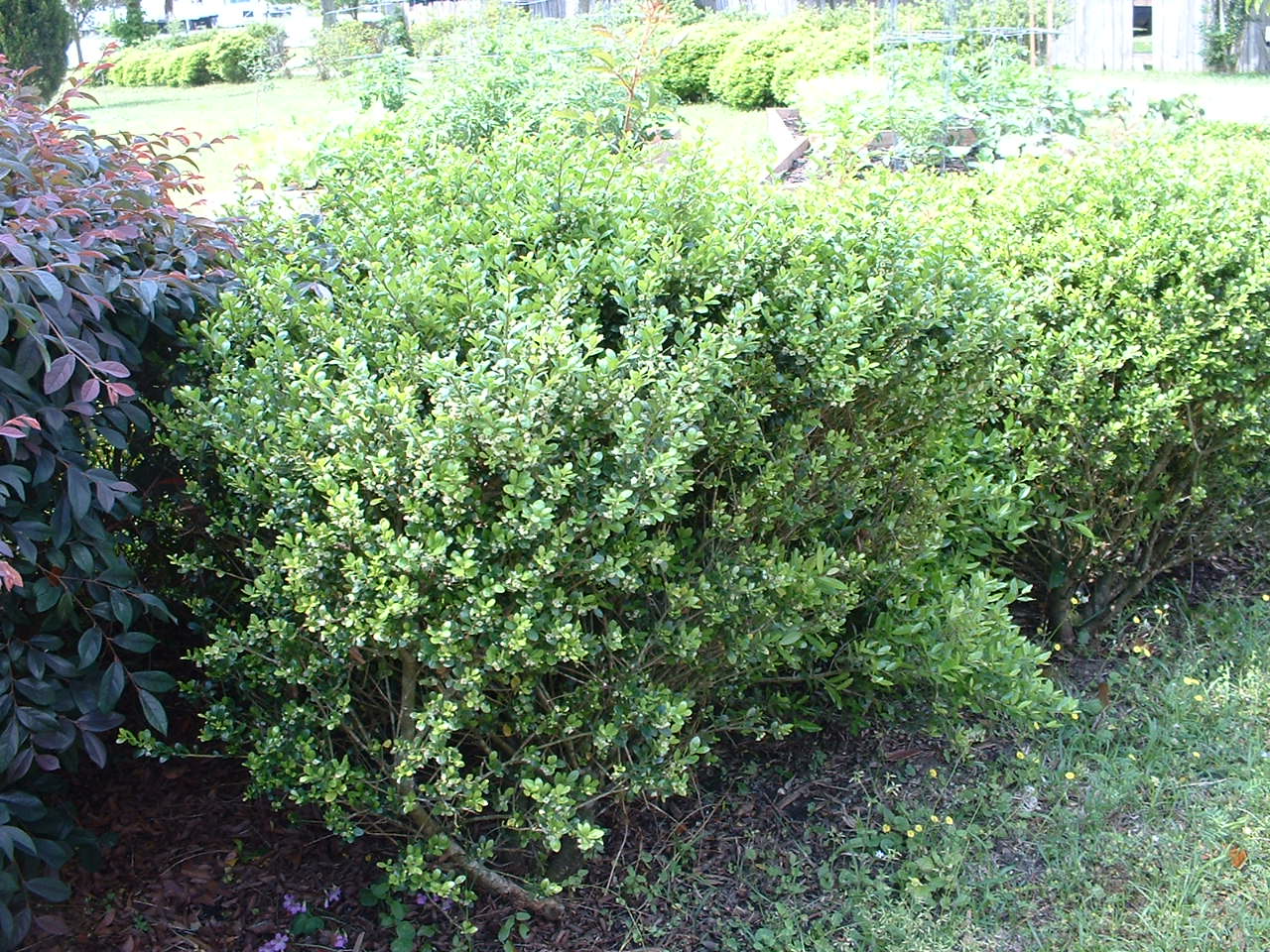 Borlovans Nursery & Landscaping: Discover How To Grow Plants In Containers