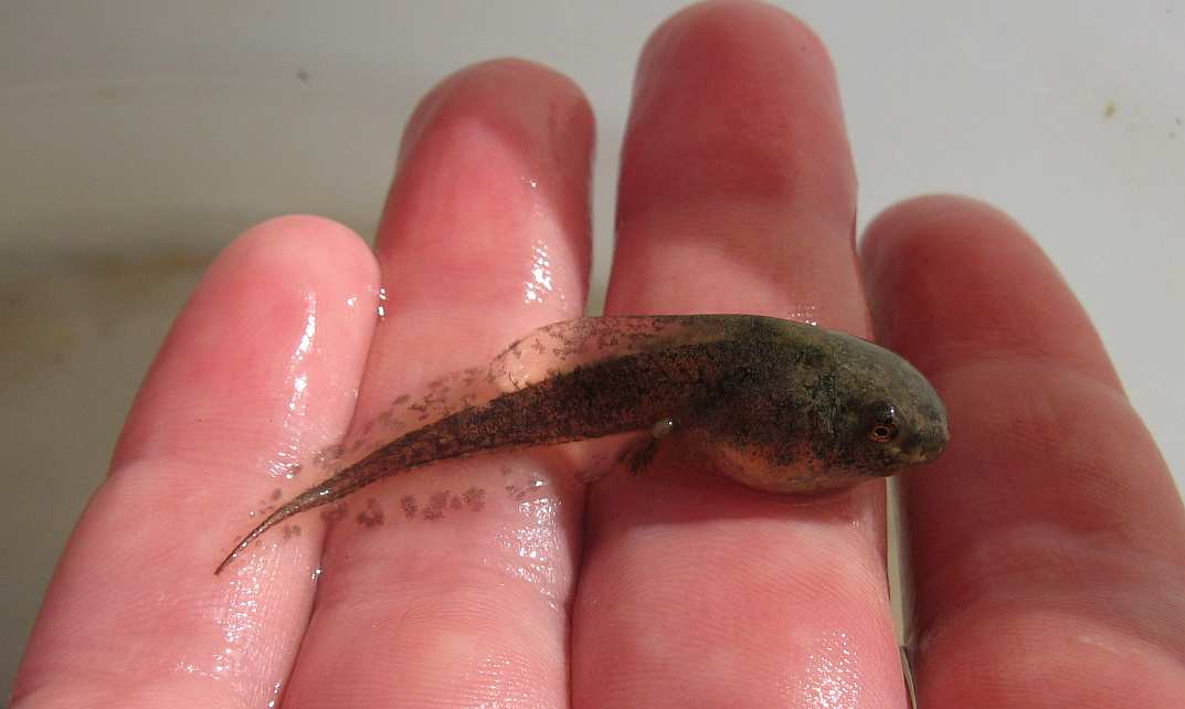 Exotic Eating: Tadpoles - 3 Weeks After Hatching