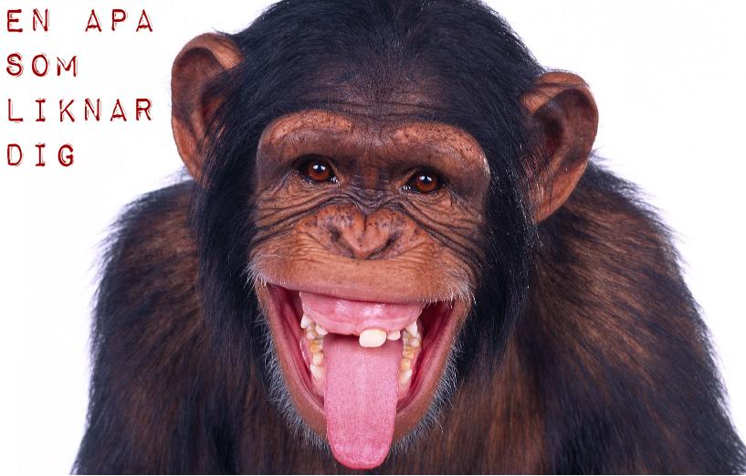 en apa som liknar dig: februari 2011