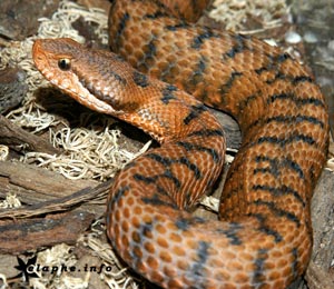Despre Serpi: Animale veninoase (IV) - Serpii veninosi