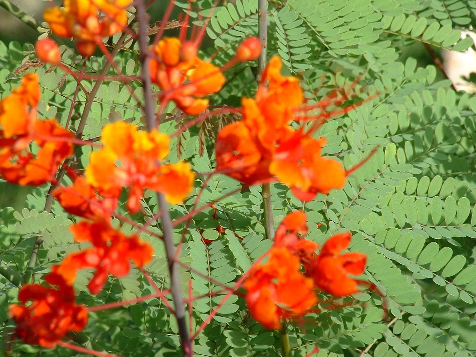 Nature's Healing Touch: June 2010