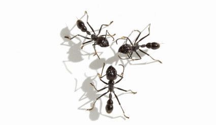 Microsoft interview Puzzle: Three Ants on Triangle | Career Solutions