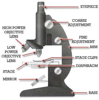 Finley Period 7: Tread Under a Microscope