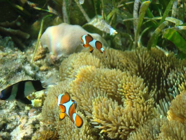 BEACHES AND CHURCHES: DIGYO ISLAND, ONE MORE TIME