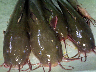 pancing: UMPAN - untuk jenis ikan