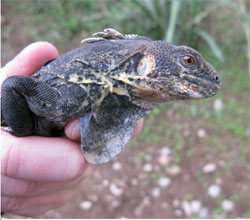 OLANCHITO CULTURA Y SOCIEDAD: Imágenes de Olanchito