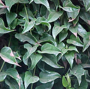 ERVAS QUE CURAM: Guaco - A ciência já comprovou as propriedades ...