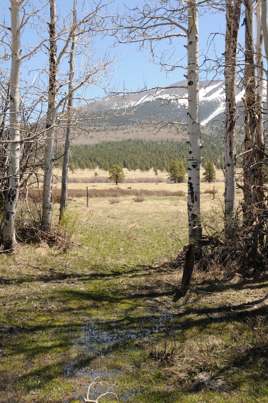 Arizona Hiking: HART PRAIRIE PRESERVE