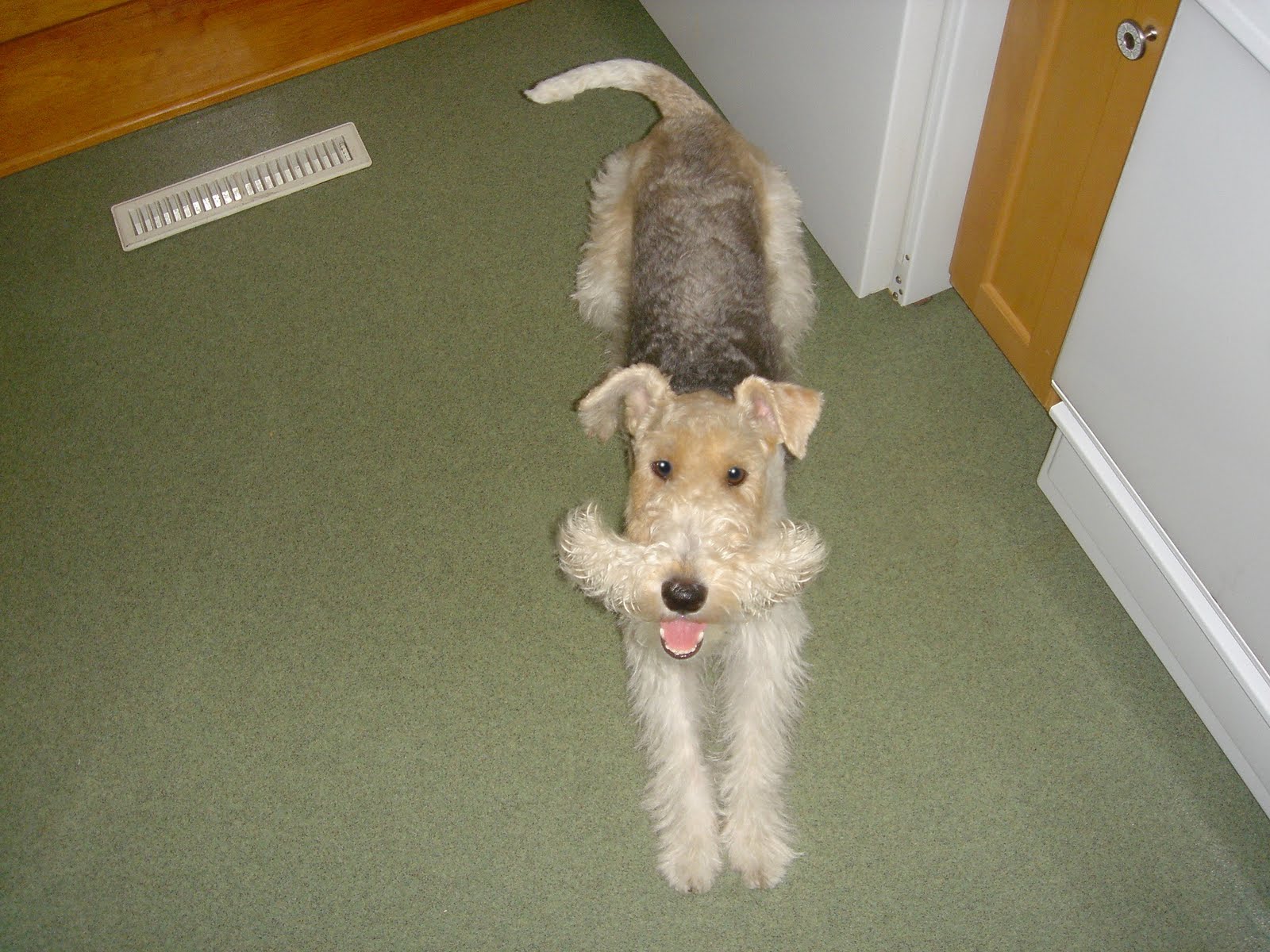 The Oliver Chronicles: Word To My Mustache