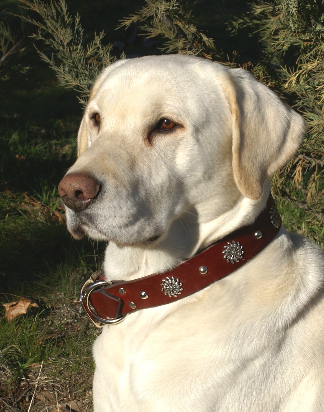 The Early Years | Big Bad Collars