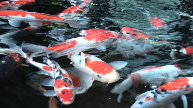 Arowana: Tips Before Buying Your First Koi Fish