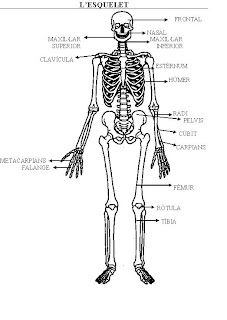 Classe d'Informàtica: L'esquelet