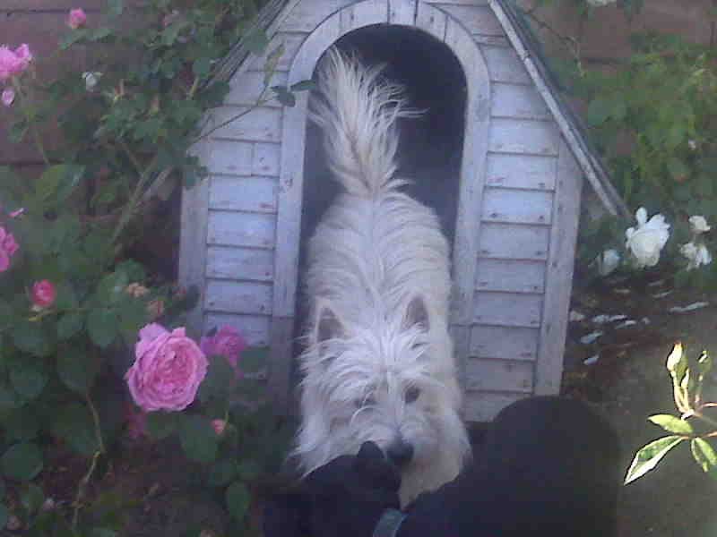 Tallulah's Antique Closet: ~Vintage White Doghouse~