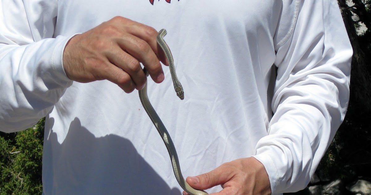 National Geographics: western whip snake