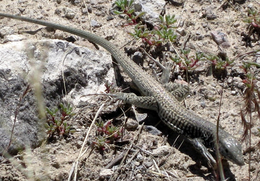 Snakes: Whip snake, whiptails, scorpions, and others