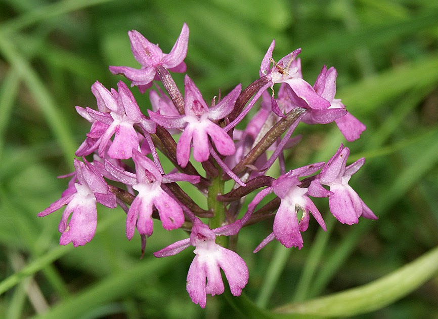 Loire Valley Nature: Anacamptis pyramidalis subsp pyramidalis ...