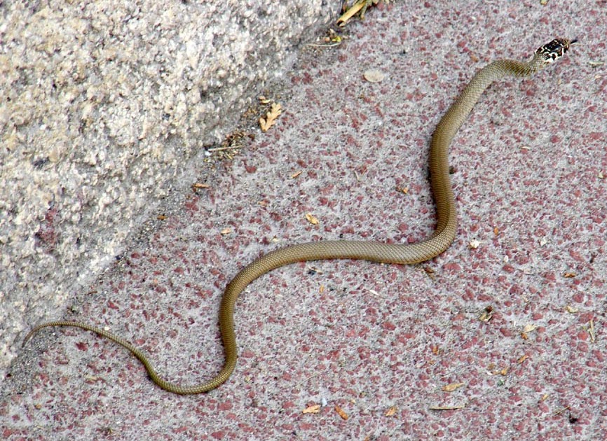 Days on the Claise: Yes there are snakes in France...