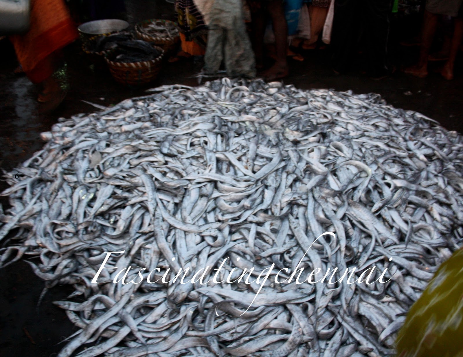 Fascinating Chennai: Royapuram Fishing Harbour