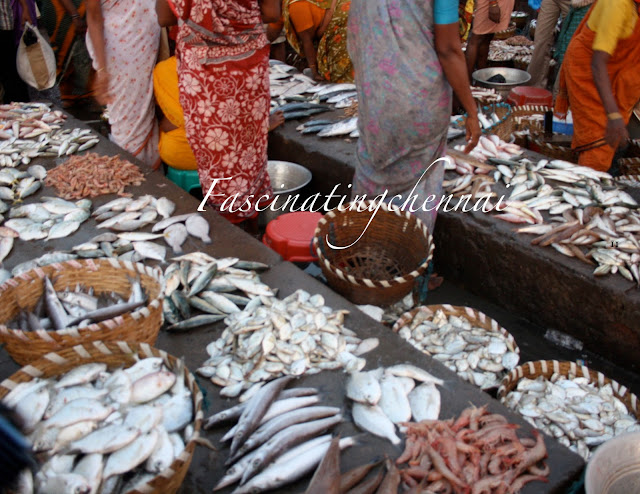 Fascinating Chennai: Royapuram Fishing Harbour