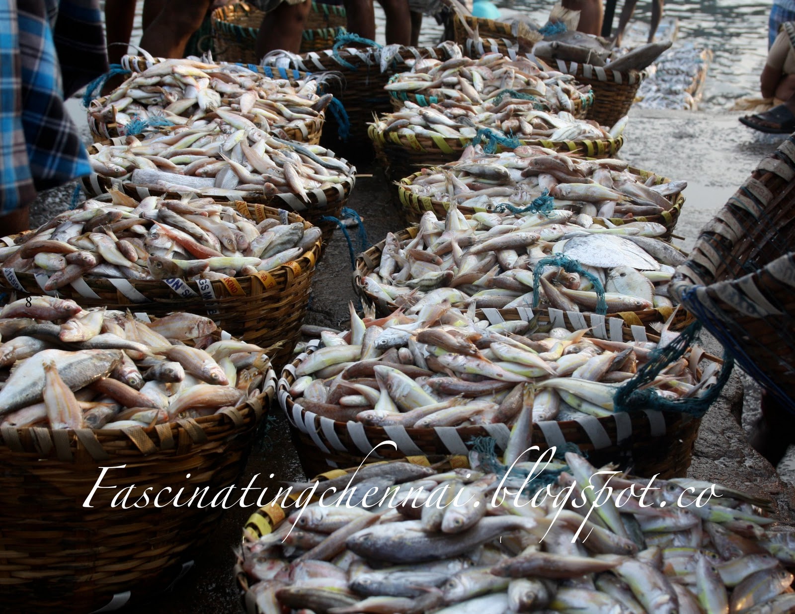 Fascinating Chennai: Royapuram Fishing Harbour