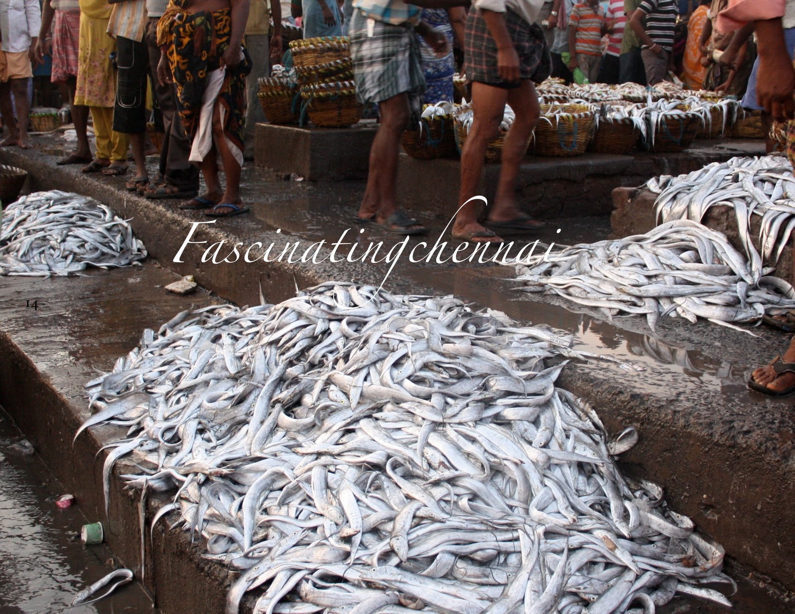 Fascinating Chennai: Royapuram Fishing Harbour