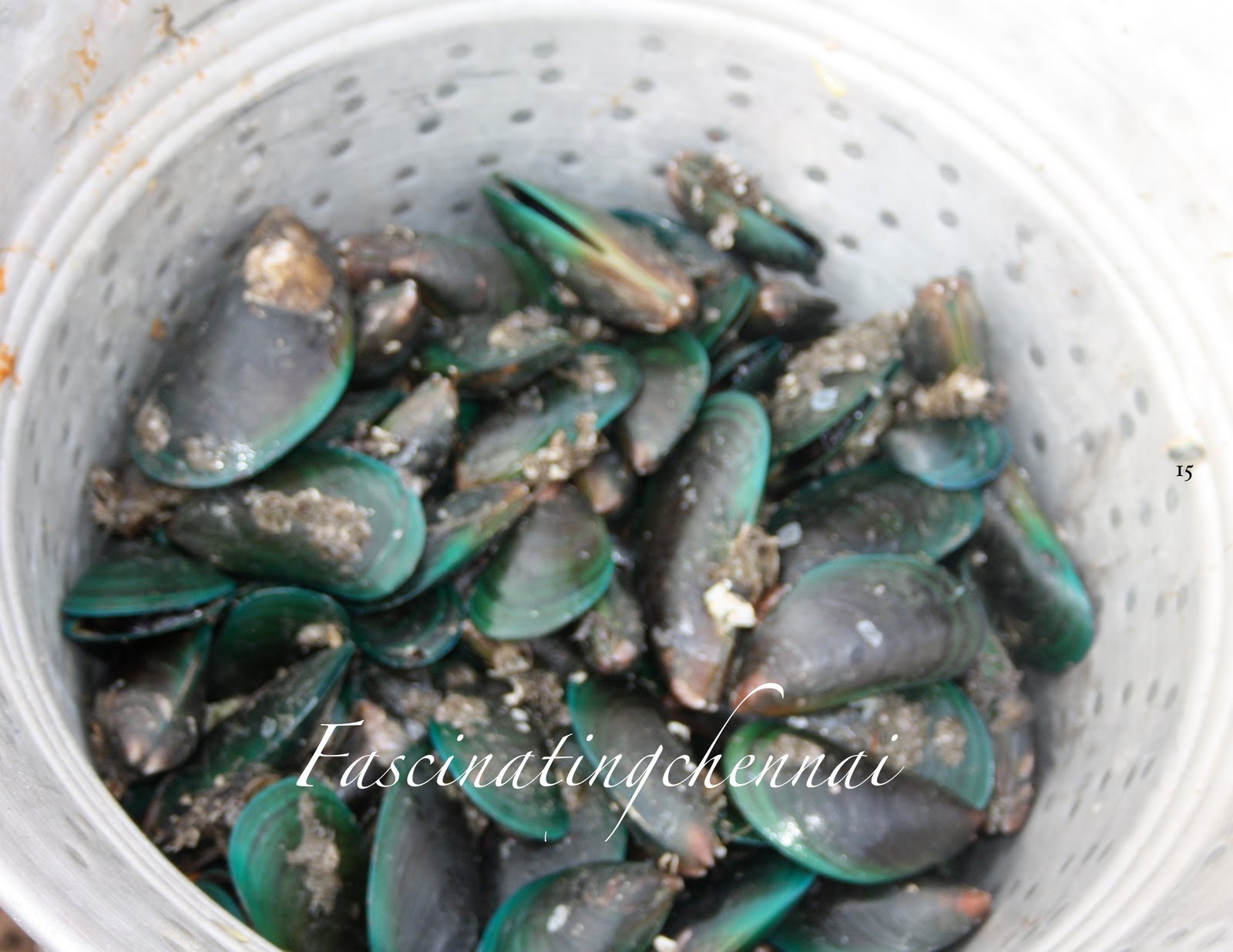 Fascinating Chennai: Royapuram Fishing Harbour