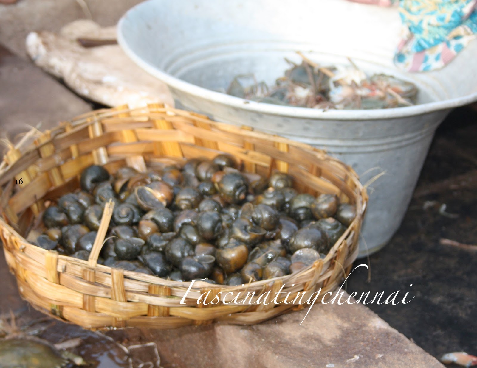 Fascinating Chennai: Royapuram Fishing Harbour