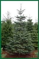 a life's style: silvertip fir