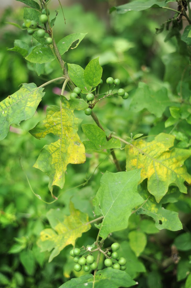 Adventures in Ghana: Important Plants of Ghana