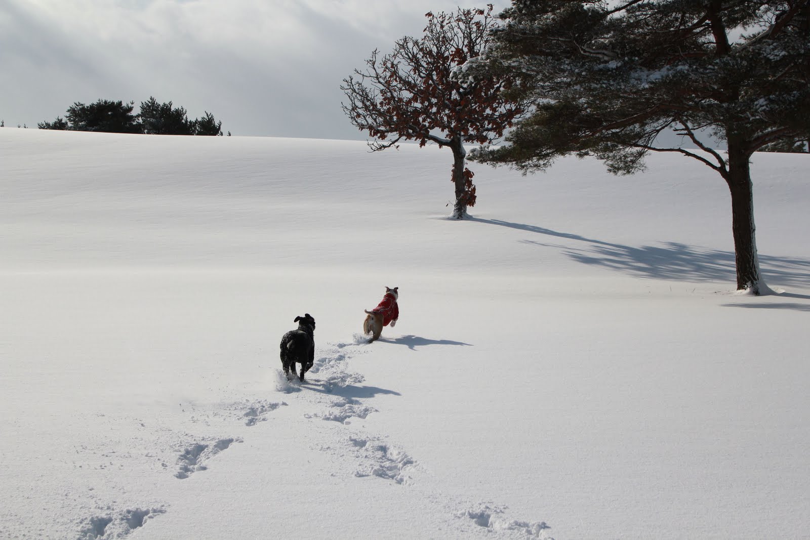 Japan!: Misawa Winter