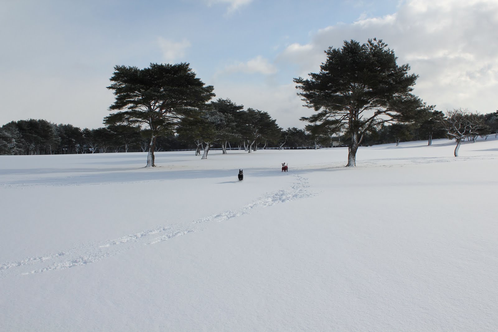 Japan!: Misawa Winter