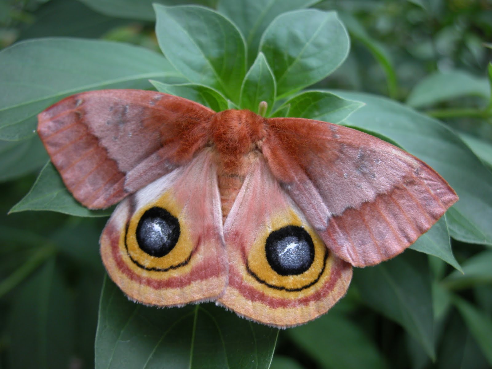 MOSI Outside: Female Io Moth