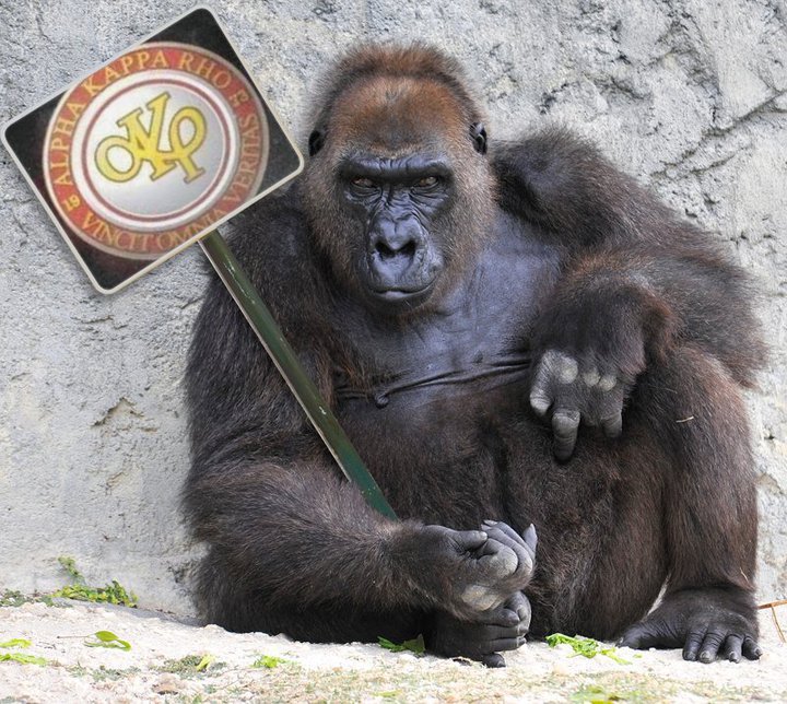 Alpha Kappa Rho - Akrho: 2010