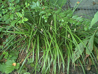 One Hundred Species: #27 Monkey Grass