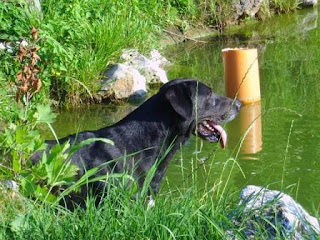 ADOTTA UN BULL!: GURU - incrocio alano maschio ad Arzago D'Adda ...