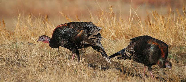 Mr. Quigley Photography: Bushhawk Sholder Stock