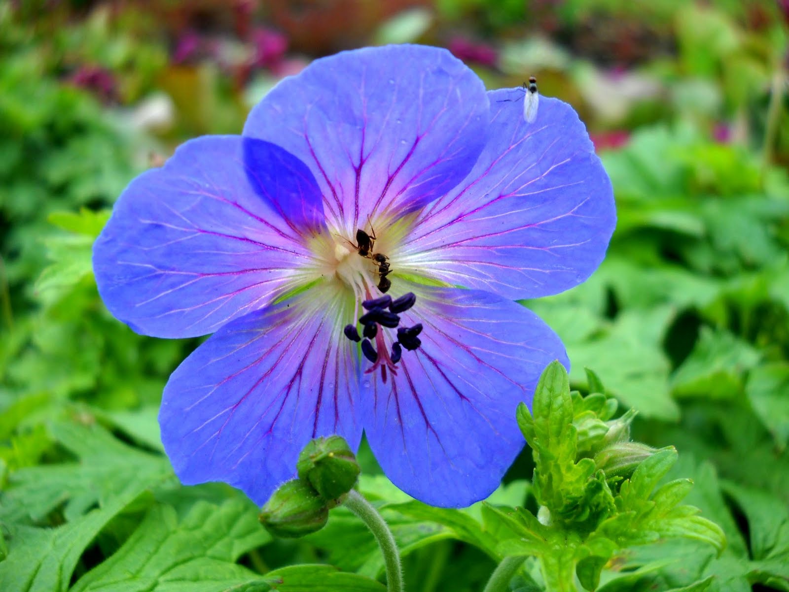 My Nature Photography: Wild Geraniums