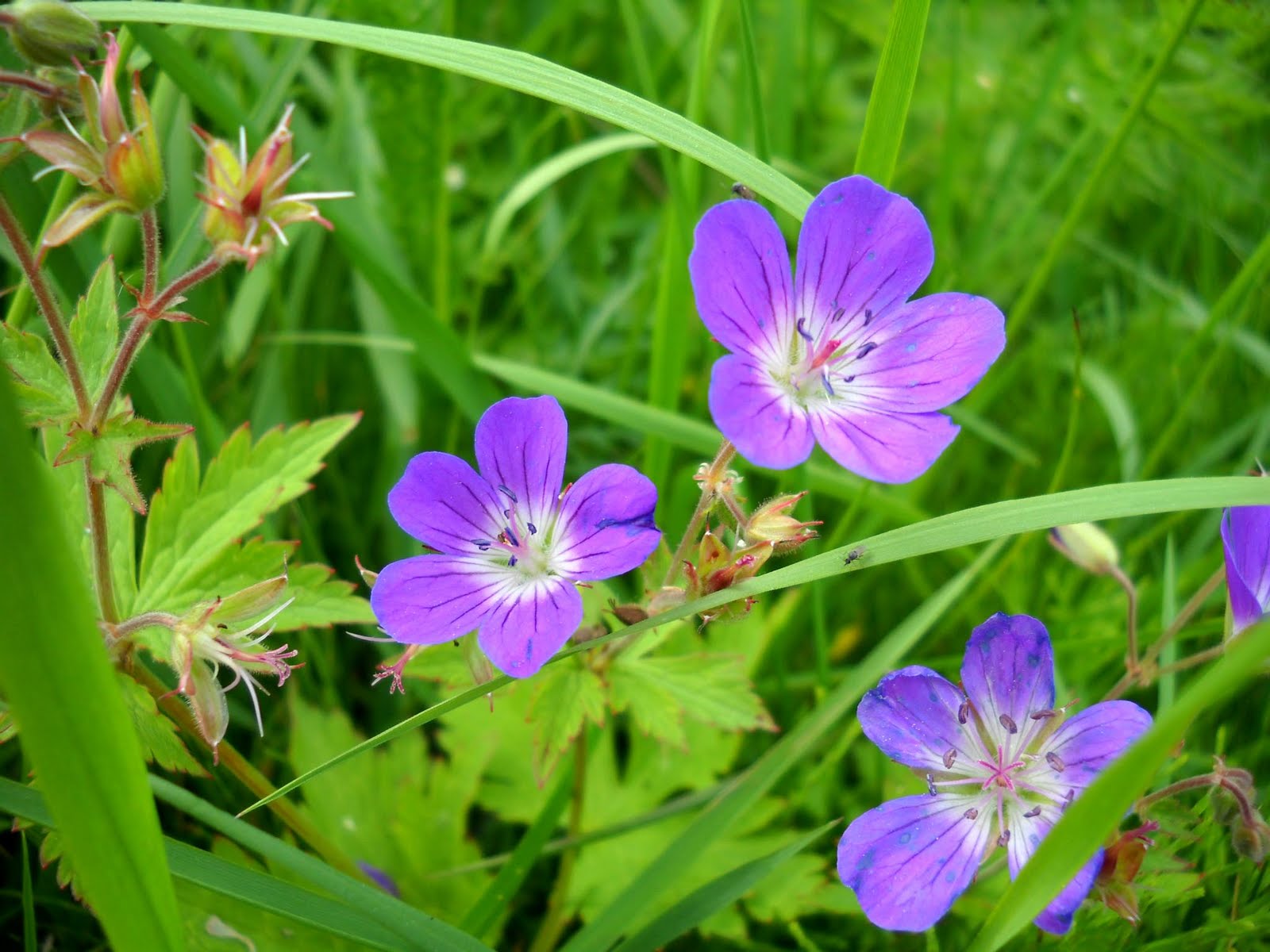 My Nature Photography: Wild Geraniums