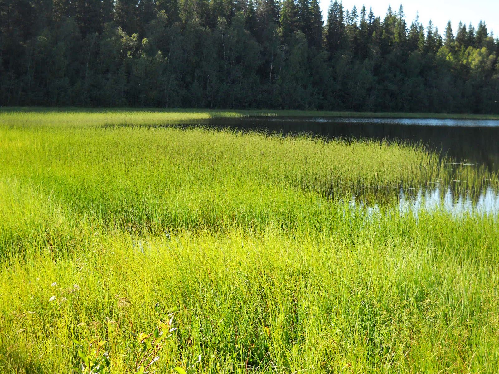 My Nature Photography: The Grassy Lake