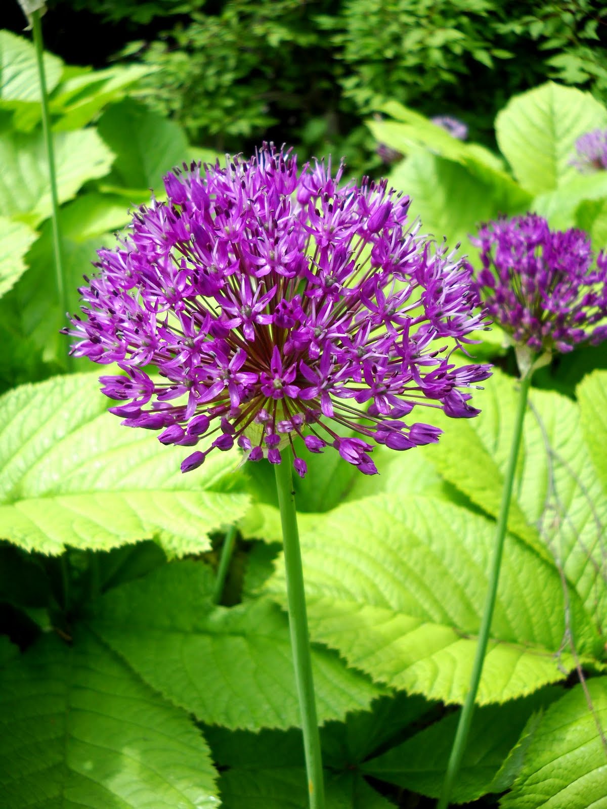 My Nature Photography: Alium