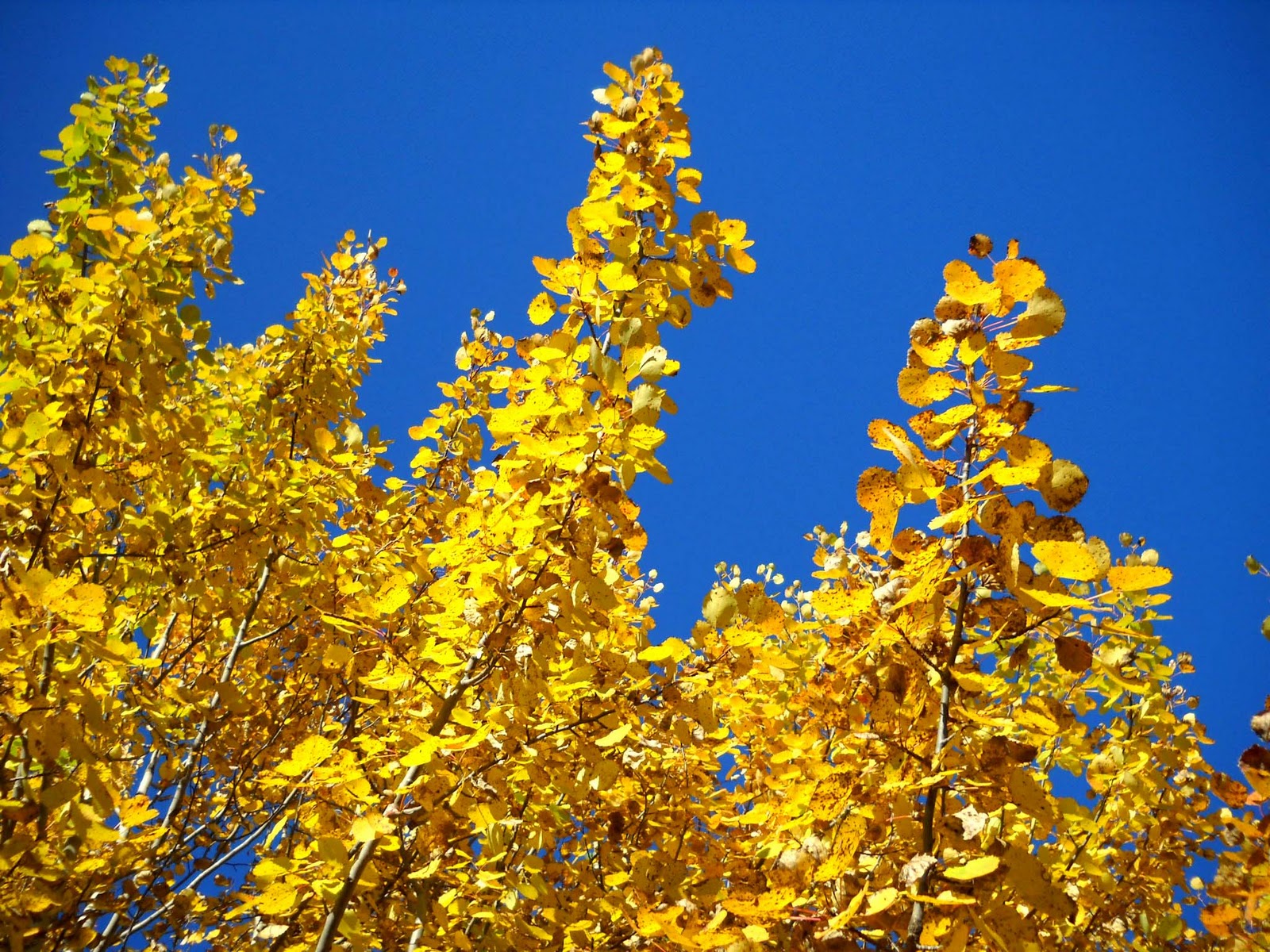 The Merry Aspen Trees |Blissful Solitary Wanderings