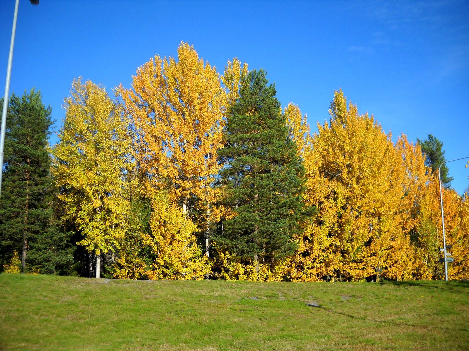 The Merry Aspen Trees |Blissful Solitary Wanderings