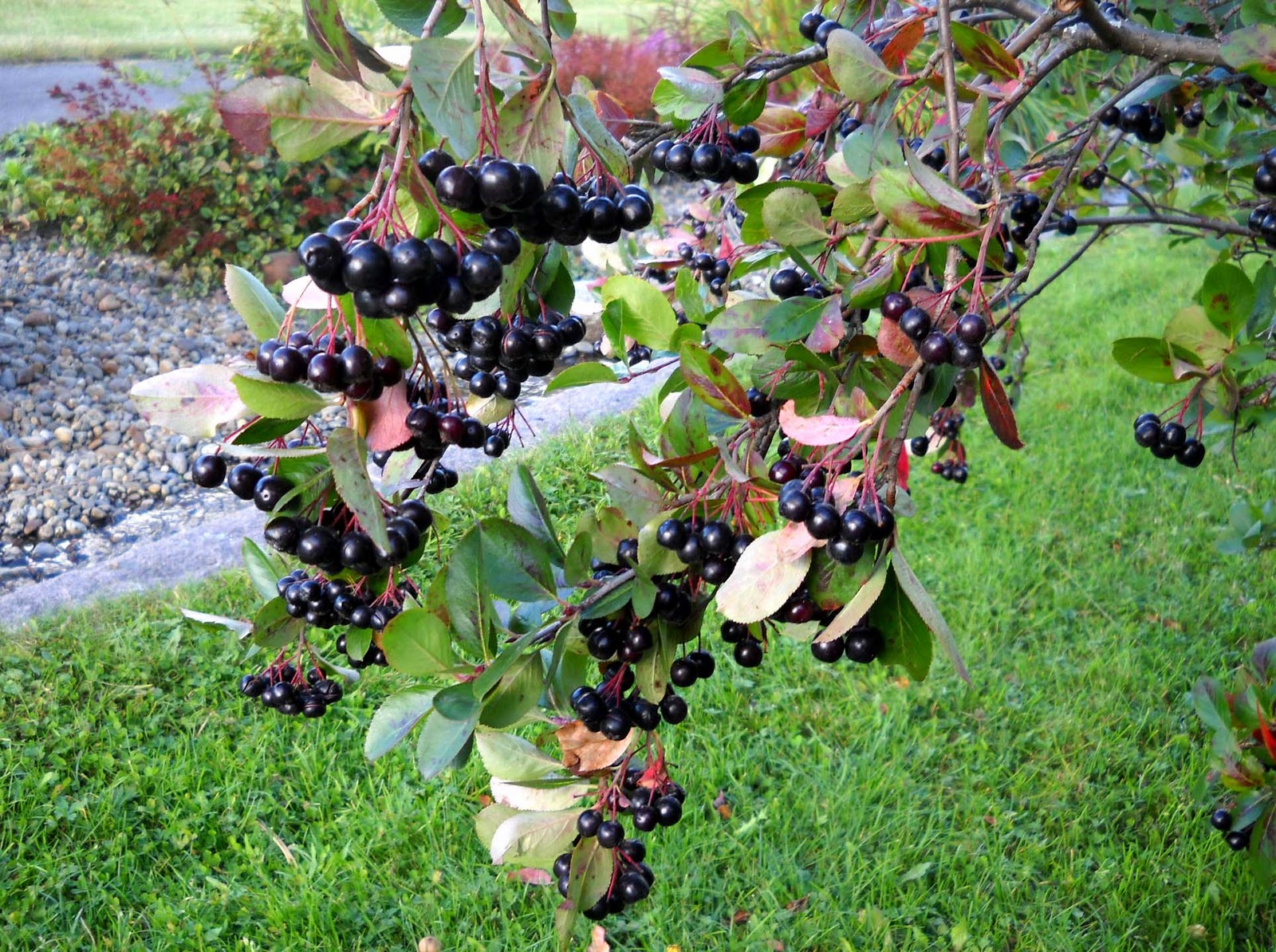 My Nature Photography: Black Chokeberry Fruits (Aronia melanocarpa)